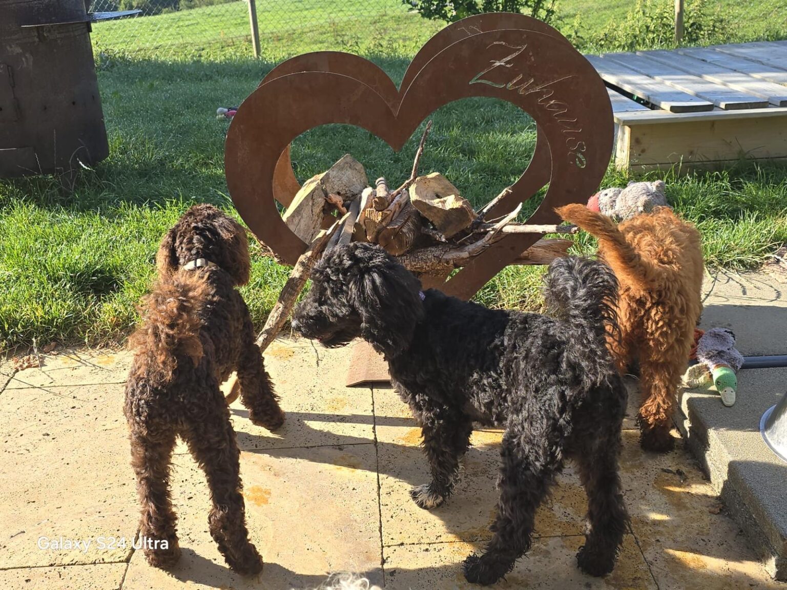 Die Hunde sind ein Teil unserer Familie. Ihr Wohlergehen liegt uns am ...